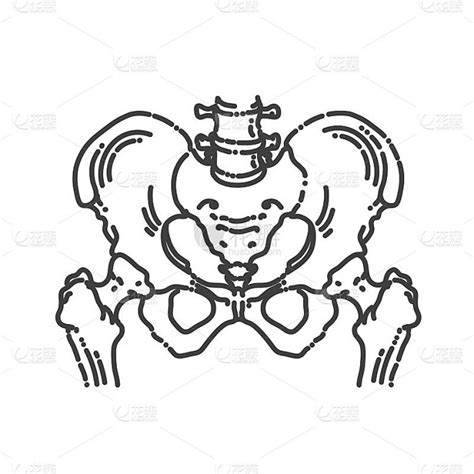 臀部的医学插图。解剖学