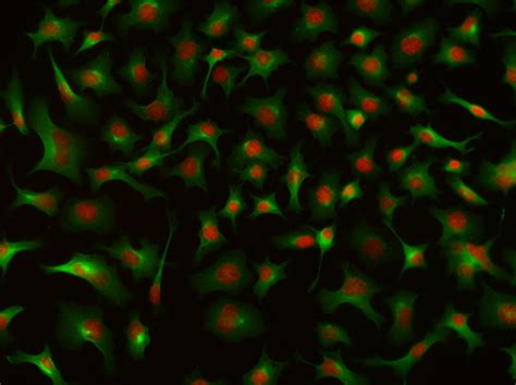 Cell Instance Segmentation Dataset By Bibek