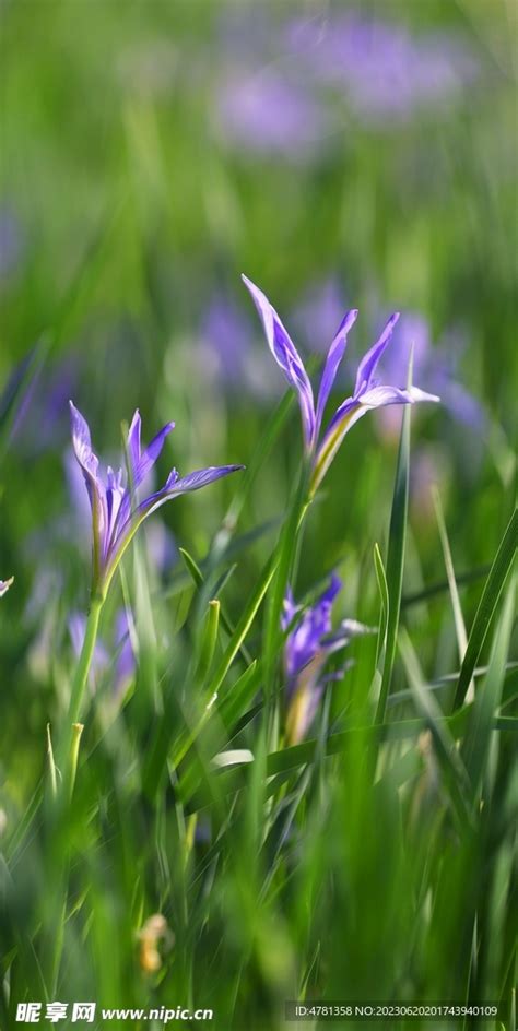 马兰花摄影图 自然风景 自然景观 摄影图库 昵图网