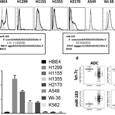 Human Lung Tumor Cells Express High Levels Of Mir 183 But Low Levels Of