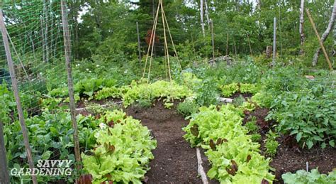 6 High Yield Vegetables