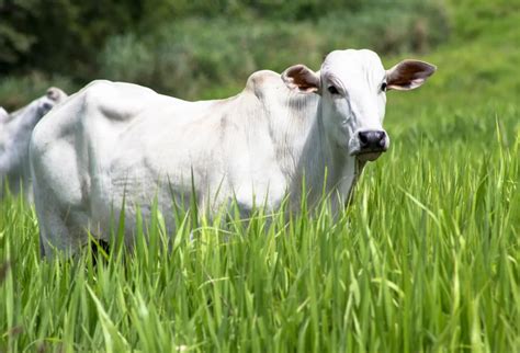 Angus E Nelore Dicas Importantes Para Pecuaristas Iniciantes