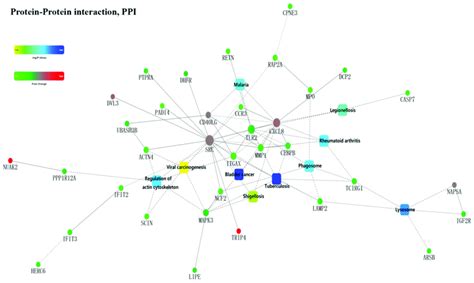 Protein Protein Interaction Graph Download Scientific Diagram