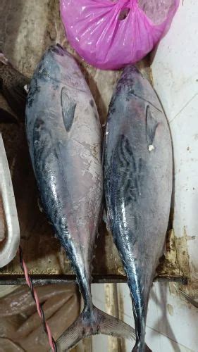 White Toona Fish At ₹ 220kg In New Delhi Id 2853406845848
