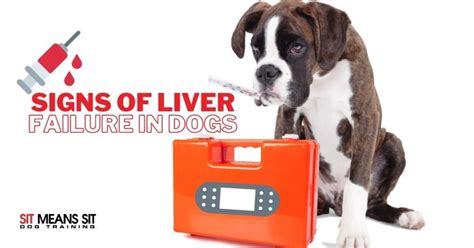 Signs Of Liver Failure In Dogs Sit Means Sit Atlanta