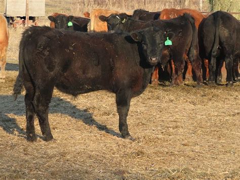 Robin Poole And Tanner Grose 900 Septoct Grass Steers 70 Head