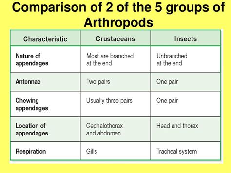 Ppt Chapter 36 Arthropods And Chapter 37 Insects Powerpoint Presentation Id 214756