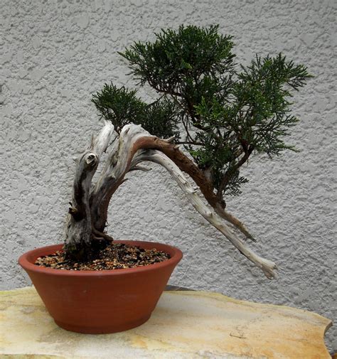 Bonsai Potter Juniper In An Unglazed Pot