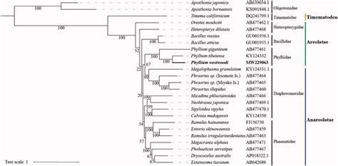 Inferred Phylogenetic Relationships Among Phasmatodea Based On The