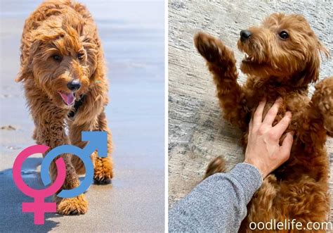 Male Vs Female Goldendoodles Which Is Better Oodle Life