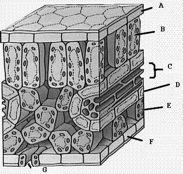 Leaf Cross Section Diagram Quizlet