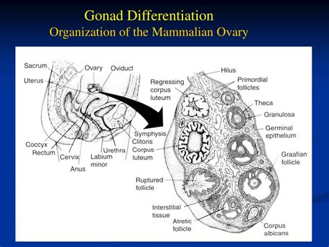 Ppt Comparative Vertebrate Reproduction Powerpoint Presentation Free