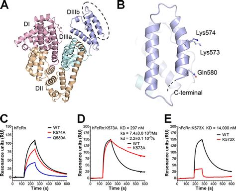 Amino Acid Substitutions In The Last C Terminal End Of Hsa Diii