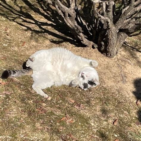 아주대 고양이는 미유미유 땅바닥에 열심히 굴러 꼬질해진 대목주🐼 하얀 털이 노릇노릇해진게 인절미