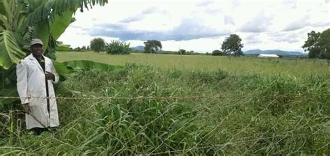 Farmvest Brachiaria Grass Seeds Per Kilogram Farmvest Products