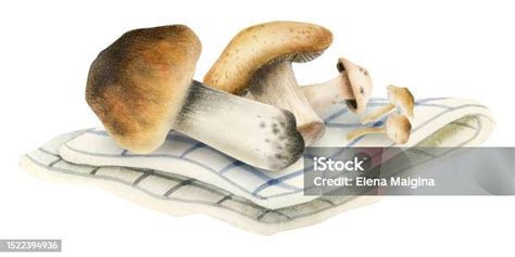Jamur Hutan Coklat Yang Dapat Dimakan Panen Boletus Di Handuk Dapur
