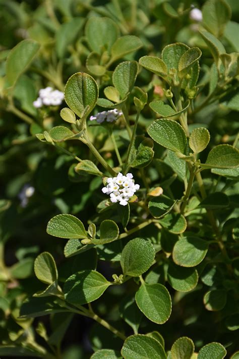 Buttonsage Lantana Involucrata In Reno Sparks Lake Tahoe Carson City