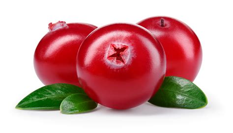 잎이 분리 된 크랜베리 흰색 바탕에 크랜베리입니다 클리핑 경로가있는 3 개의 크랜베리 열매 전체 피사계 심도 0명에 대한 스톡 사진 및 기타 이미지 Istock