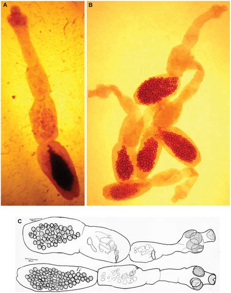 Echinococcus Multilocularis Morphology Echinococcus Multilocularis Morphology