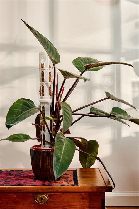 Xxl Modular Moss Pole Tower Kit La Turra Moss Pole Tower Design Mythos3design