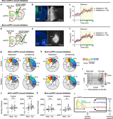 Optogenetic Inhibition Of The Acc Vmpfc And Bla Vmpfc Circuits A