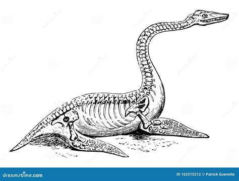 Plesiosaurus Vintage Illustration Stock Vector Illustration Of