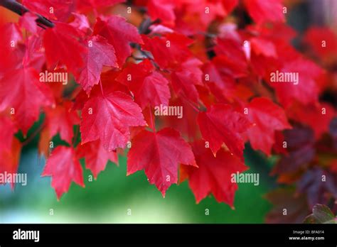 Autumn Leaves Turning Color Still On The Tree Stock Photo Alamy