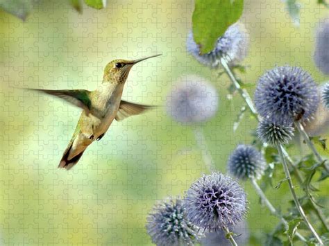 Hovering Hummingbird Jigsaw Puzzle By Nancy Rose