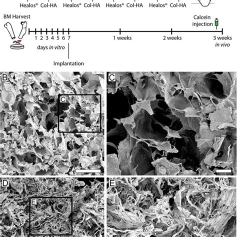Osteoprogenitor Cells Following Six Days Of In Vitro Expansion A Download Scientific Diagram