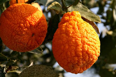 Its The Biggest Mandarin Youve Ever Seen Probably The Sweetest Too