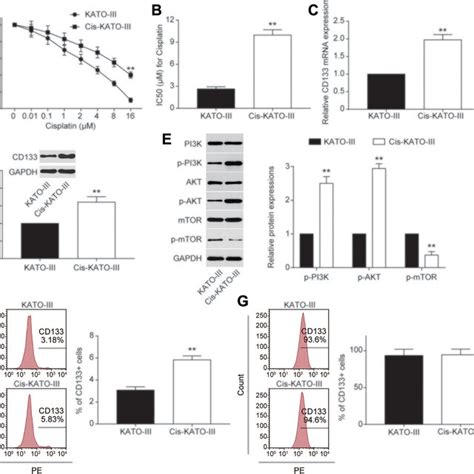 Autophagy Was Increased By Cd133 Via Mtor Signaling Pathway A