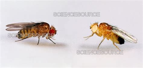 Fruit Flies Red And White Eyes Droso Stock Image Science Source