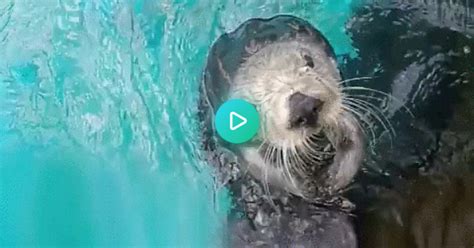 Sea Otter Boop  On Imgur