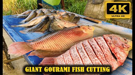 Giant Gurami Fish Cutting Fish Cutting Skills Sri Lanka 4k Youtube