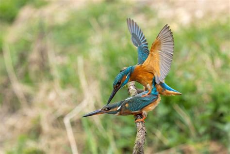 How Birds Do It How Birds Mate 2023