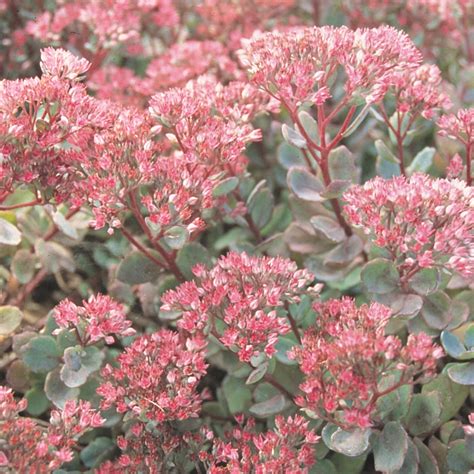 Stonecrop Two Row Sedum Rosy Glow Sedum Hybrid Mygardenlife