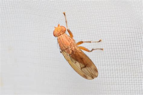 Suillia Rubida · Inaturalist