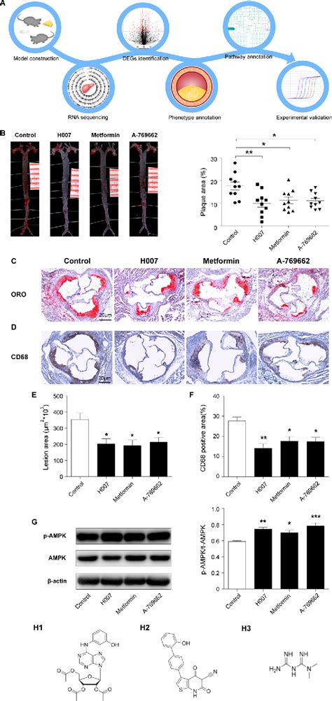 Figure 1 From Comparative Transcriptomic Analysis Of Mice Liver Treated