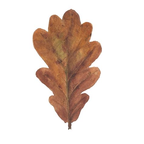 Feuille De Chêne Dautomne Vector Clipart Vecteur Premium