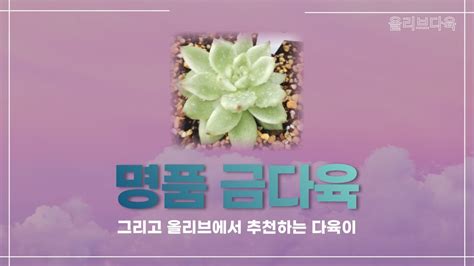 완판되었습니다 💎명품다육💎 고급 금다육가성비 짱좋은 다육이 구경하세요 너무예쁜 금다육 Youtube
