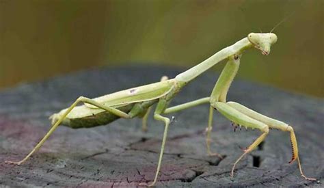 Insects Of PA Flashcards Quizlet