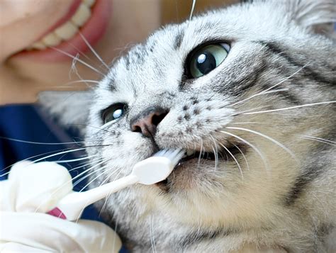 American Shorthair The Cat Fanciers Association