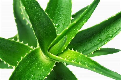 ალოე ვერა Wellness