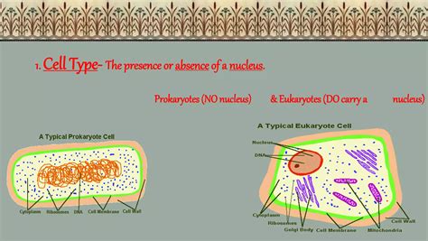 6 Kingdoms Classification Ppt