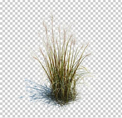 Tall Ornamental Grasses For Screening