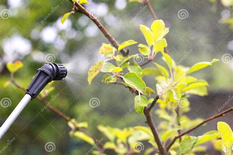 Spraying Trees With Insecticides To Protect Plants From Insect Pests Treatment Of Trees With A