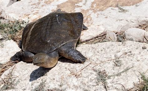 Palea Steindachneri Бахромчатая черепаха Черепахи ру