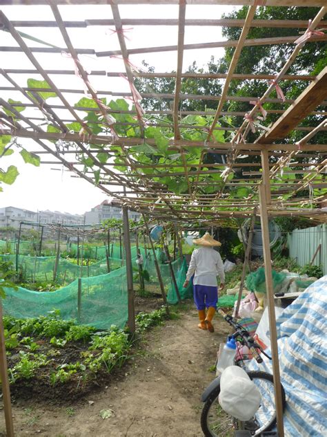 Suasan部落格 菜園收成