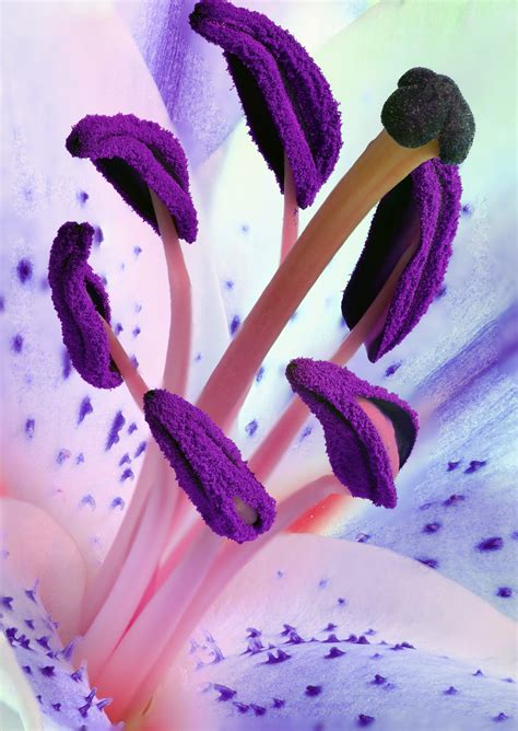 Free Images Blossom Flower Purple Petal Bloom Pollen Color