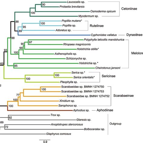 Maximum Likelihood Tree Inferred From The Pcgrna Dataset Using Iq Tree
